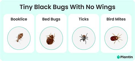 Tiny Black Bugs That Look Like Poppy Seeds Id And Treatment Guide