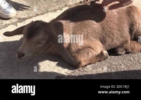 Tiny Goat Stock Videos And Footage Hd And 4k Video Clips Alamy