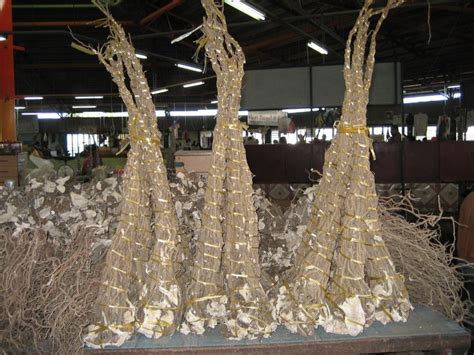 Pyramids Of Kava Yaqona At Suva Market Fiji South Pacific Travel