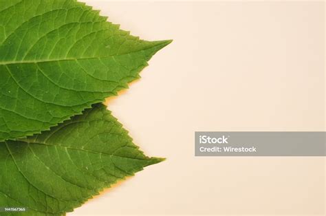 텍스트를 위한 공간이 있는 베이지색 배경에 녹색 잎의 근접 촬영 0명에 대한 스톡 사진 및 기타 이미지 0명 계절 나무 Istock