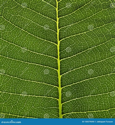 Leaf Cell Structure Royalty Free Stock Image CartoonDealer Com 114872938