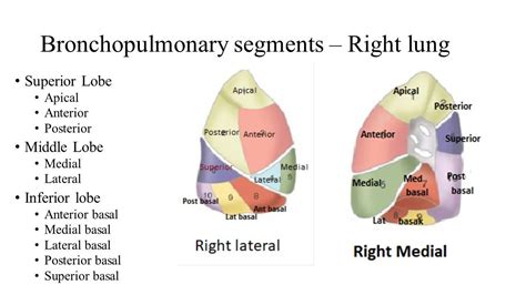 Bronchopulmonary Segment Anatomy Respiratory System Consists Of Two Parts Upper Respiratory