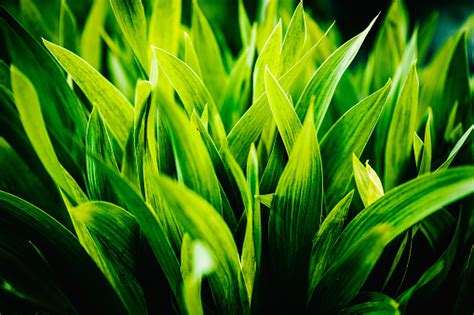 봄 풍경 배경 밝은 아이리스 꽃 추상적인 배경입니다 사이드 뷰입니다 녹색 노란색 아이리스 야생 꽃에서 꽃밭을 떠난다 애 인 분 초원 꽃밭입니다 0명에 대한 스톡 사진 및