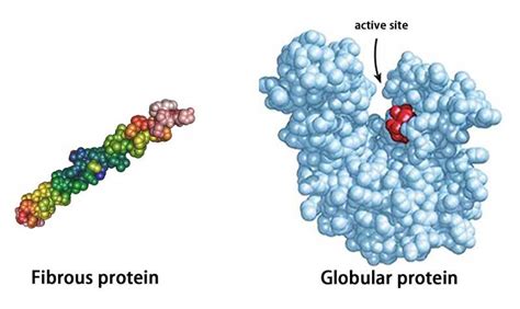 Fibrous And Globular Proteins