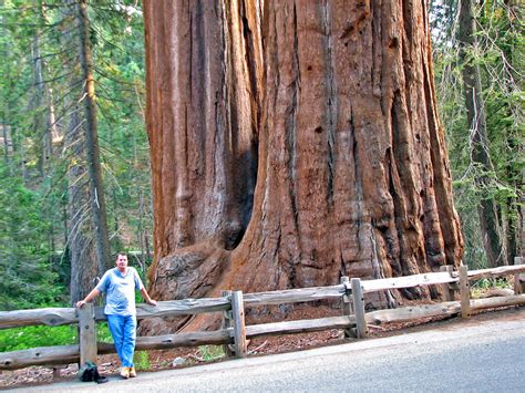 Sequoia Tree Height