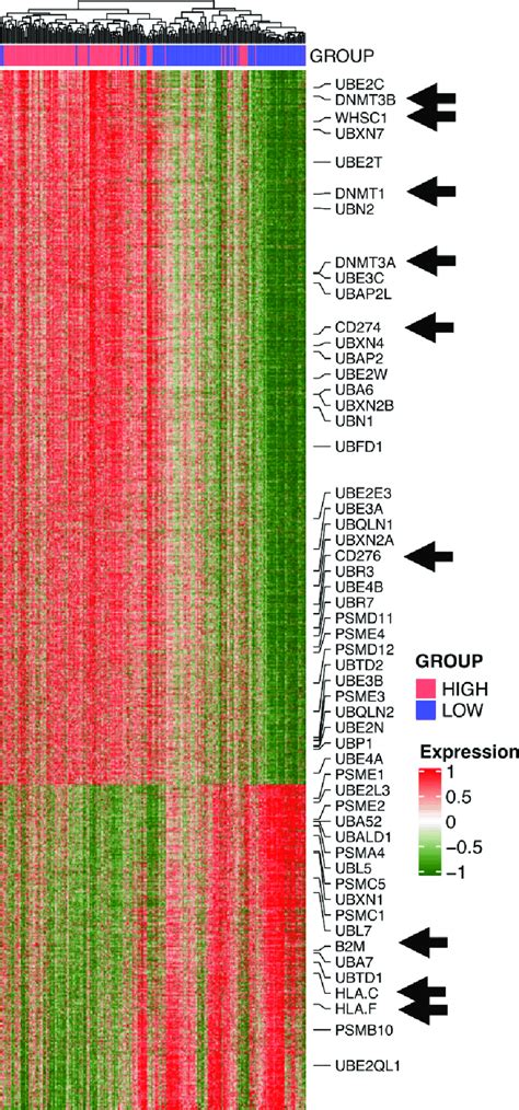 Differential Gene Expression Analysis In Tcga Data A Heatmap Of Degs