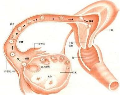 输卵管粘连多图 39医疗图集 39健康网