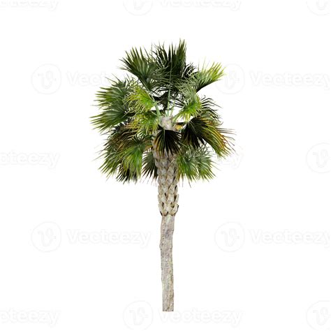 Sabal Palm Tree On Isolated Canvas 49540331 Png