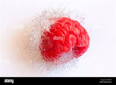 Mould Growing On Raspberry Mouldy Raspberry Close Up Isolated On White