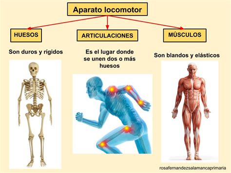 El Aparato Locomotor ~ 3 Ciencias Naturales En San Cucao