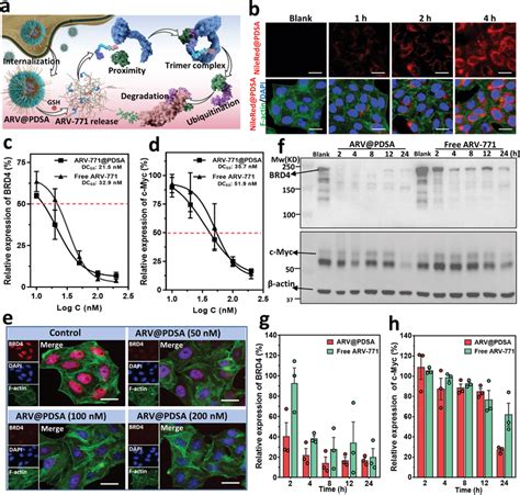 Targeted Degradation Of Brd4 And Downregulation Of C‐myc By Arv Pdsa
