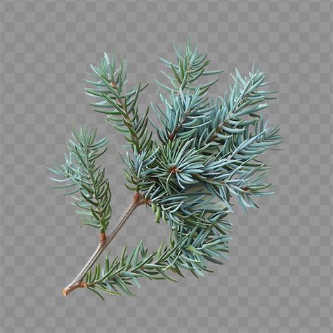 Premium Psd Prostrate Juniper Leaf With Scale Like Leaf Shape And Blue G Isolated Clipart Leaf