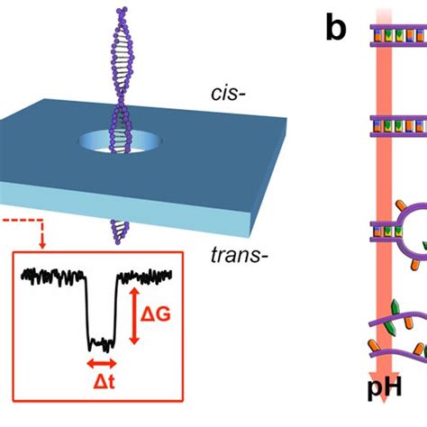 Ss Nanopore Detection Of Dna Depurination A Schematic Of The