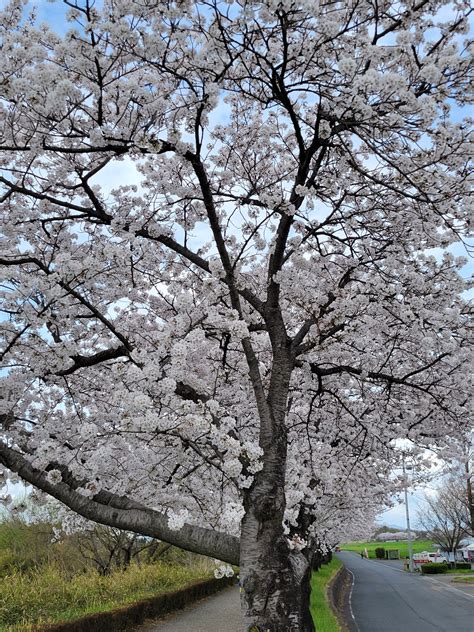 R6 4 8 桜の開花状況 群馬県立 多々良沼公園 ホームページ