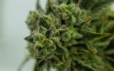 Exploring The Potential Of Minor Phytocannabinoids As Anticancer Agents In Multiple Myeloma