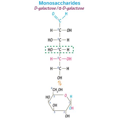 Biochemistry Glossary Monosaccharides Ditki Medical And Biological