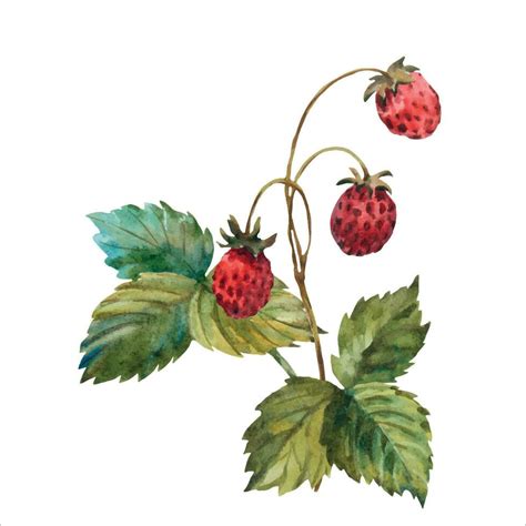 Set Of Wild Strawberries Watercolor Hand Drawn Watercolour