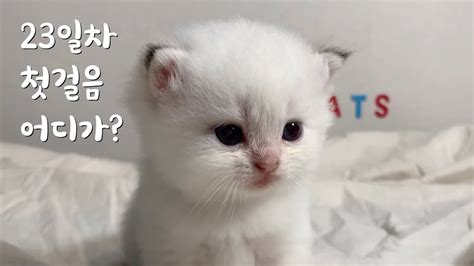 새끼고양이가 처음으로 걸어서 간 곳은 어딜까요 아장아장 Youtube