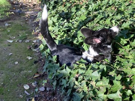 Hide And Seek Fail Rcorgi