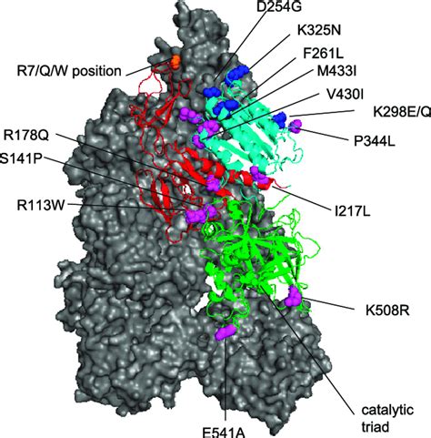 Visualization Of The Complex Between C3b And Fb And The Positions Of Download Scientific