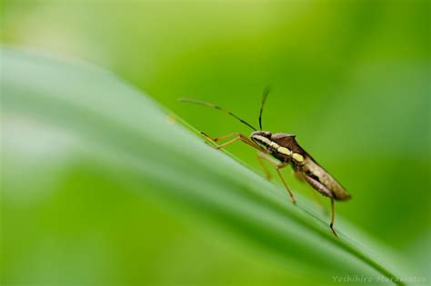 キスジホソヘリカメムシ 虫の写真と生態なら昆虫写真図鑑ムシミル