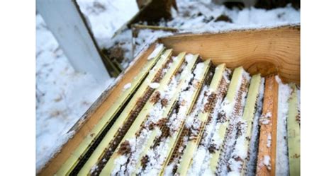 Какво трябва да знаят по младите пчелари които нямат много опит Български Фермер