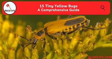 15 Tiny Yellow Bugs A Comprehensive Guide Bugstips