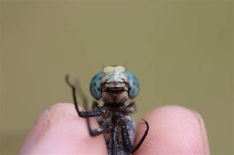 しおからとんぼ シオカラトンボ塩辛蜻蛉Orthetrum albistylum speciosum ブログ 酢飯屋 文京区