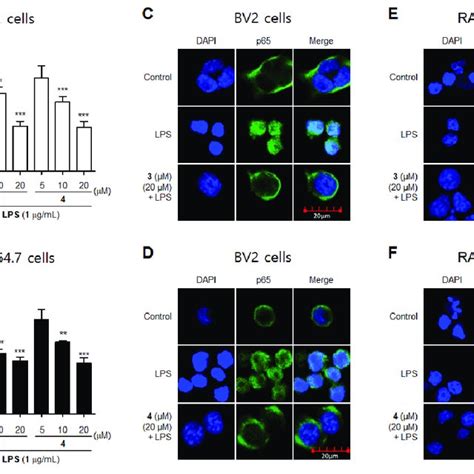 Effects Of Compounds 3 And 4 On And Nf κb Dna Binding Activity A And