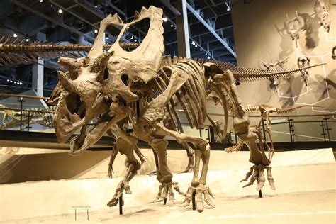 Ceratopsian Stories Natural History Museum Of Utah