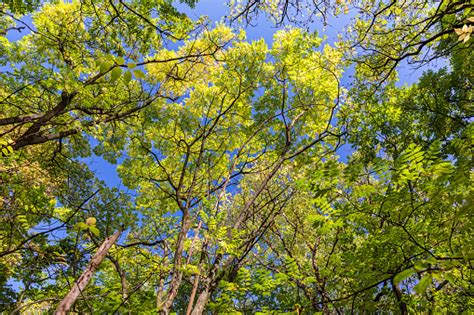 밝고 화창한 날에 태양이 비추는 가을 숲의 노란 나무 꼭대기 0명에 대한 스톡 사진 및 기타 이미지 0명 10월 가을 Istock