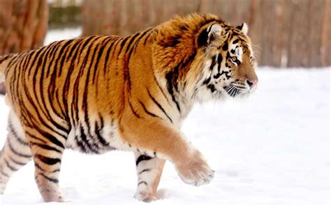 Siberian Tiger At Emaze Presentation
