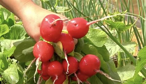 Як виростити смачну та хрустку редиску без зайвих витрат Читайте на Ukr Net