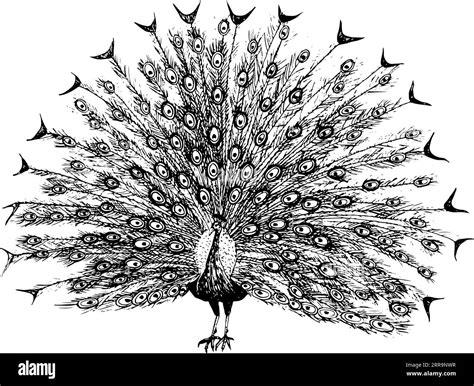 Peacock Black And White Drawing