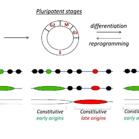 Replication Of Eukaryotic Chromosomes Replication Origins Are Download Scientific Diagram