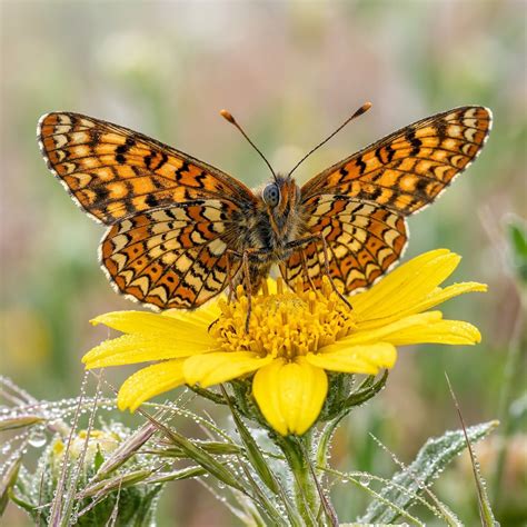 Bay Checkerspot Occidryas Editha Insect Identification Guide Habitat