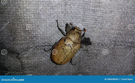 Polyphylla Alba Largest Of The European Melolonthinae It Is Covered With Fine White