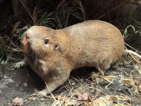 File Pocket Gopher Pacific Grove Museum Of Natural History DSC Mammals Nature