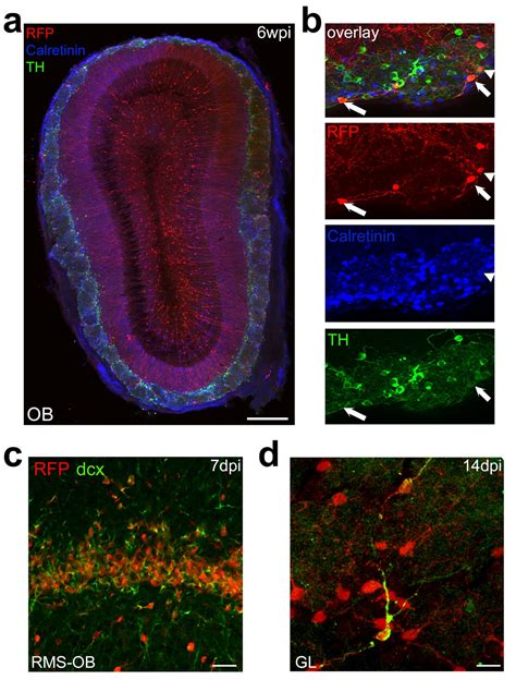 Figures And Data In Neuronal Integration In The Adult Mouse Olfactory Bulb Is A Non Selective