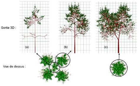 4 Simulation Of Tree Growth In Heterogeneous Conditions View From