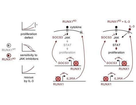Jci Runx1 Loss Renders Hematopoietic And Leukemic Cells Dependent On