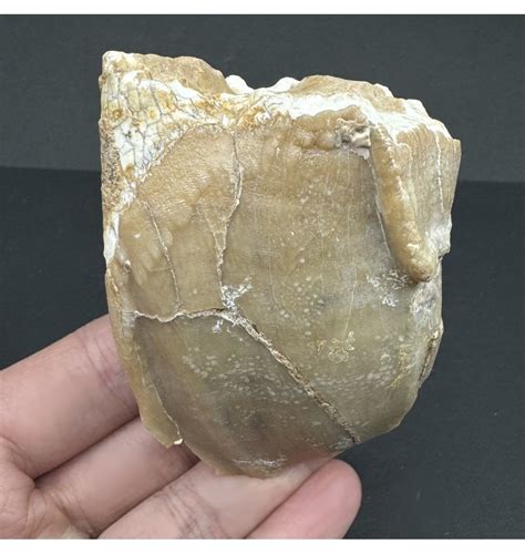 Fossils For Sale Fossils Rare Primitive Fossil Rhinoceros Tooth From The Late Miocene