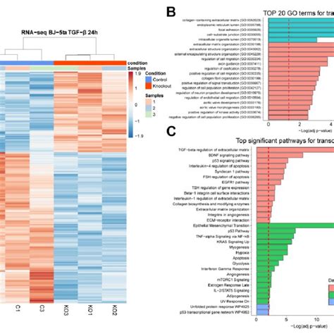 Rna Seq Expression Profile And Enrichment Analysis In The Alms1 Download Scientific Diagram