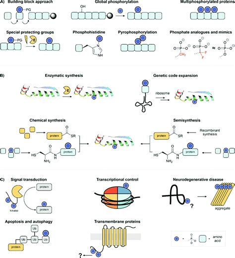 Dissecting The Role Of Protein Phosphorylation A Chemical Biology