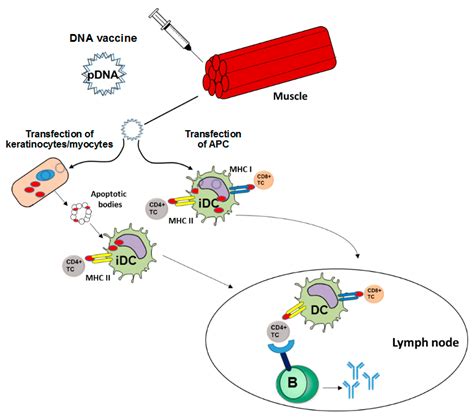Ijms Free Full Text Dna Vaccines—how Far From Clinical Use