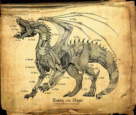 Dragon Anatomy 24x36 Canvas Print Etsy