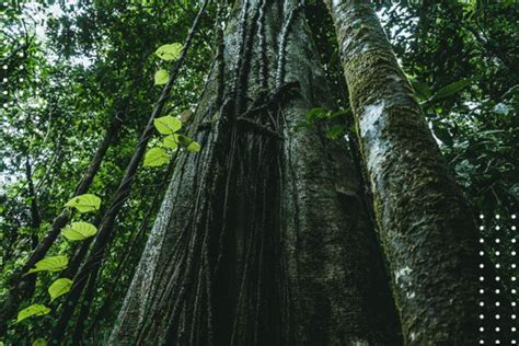 Tree Trimming Tools For Landscaping Cutters Edge Pro