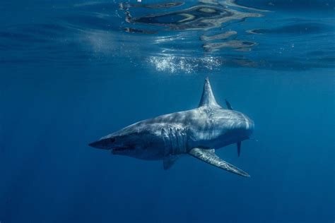 Major Breakthrough As Scientists Sequence The Genomes Of Endangered