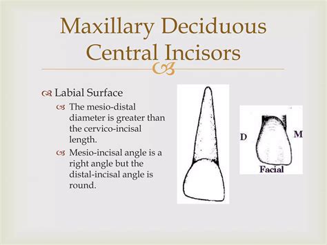 Maxillary Deciduous Anterior Teeth Pptx