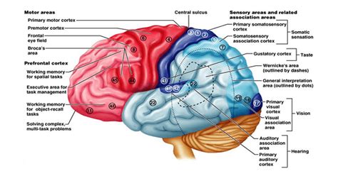 Brain Anatomy And Functional Areas